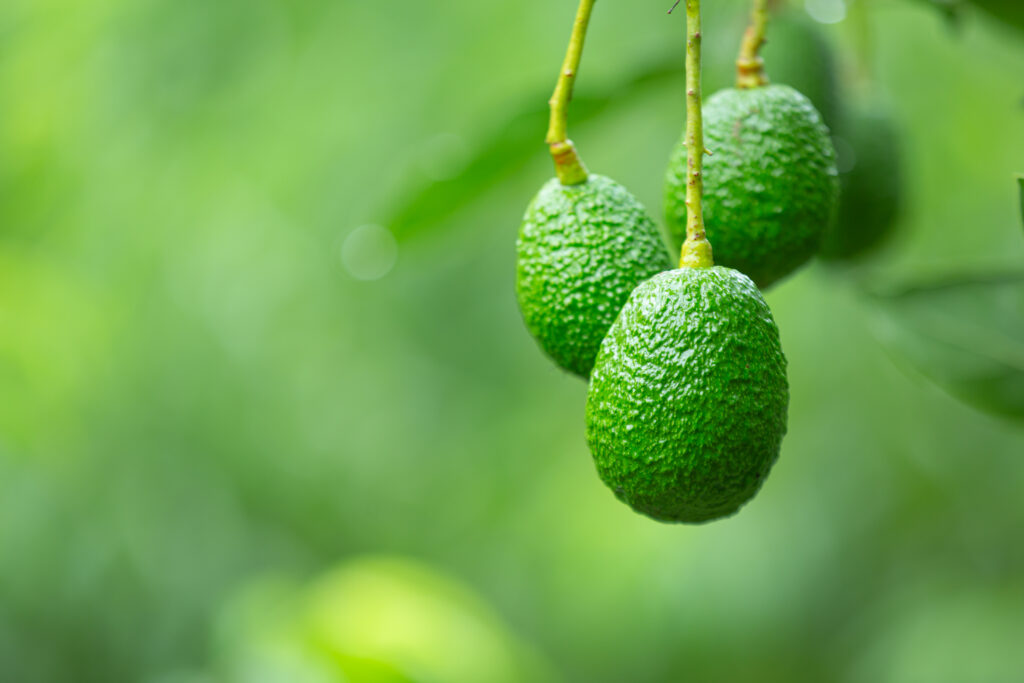 🥑 Proveedor Distribuidor de Aguacates ECOLÓGICOS Málaga España