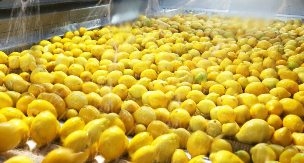 🍋Proveedor Distribuidor de Limones ECOLÓGICOS Málaga España